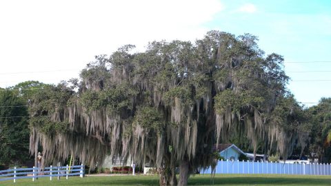 Florida Oak Trees: 11 Types Of Oak Trees In Florida - Plantisima