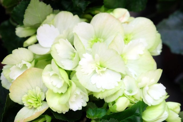 How to Care for White Begonias and Keep Them Thriving - Plantisima