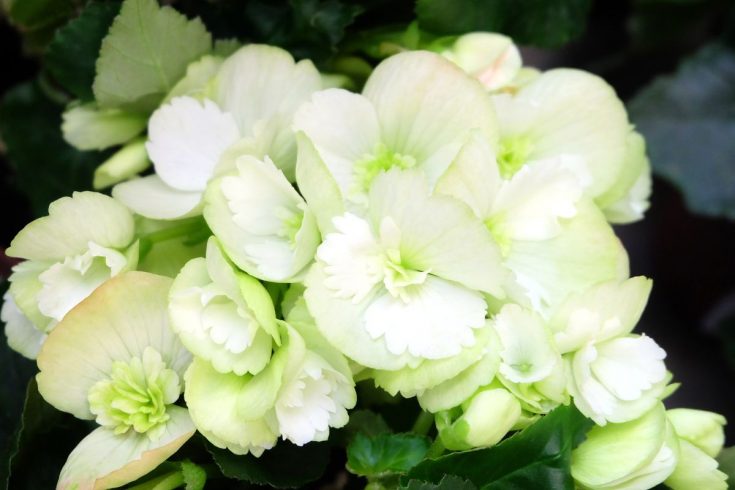 How to Care for White Begonias and Keep Them Thriving