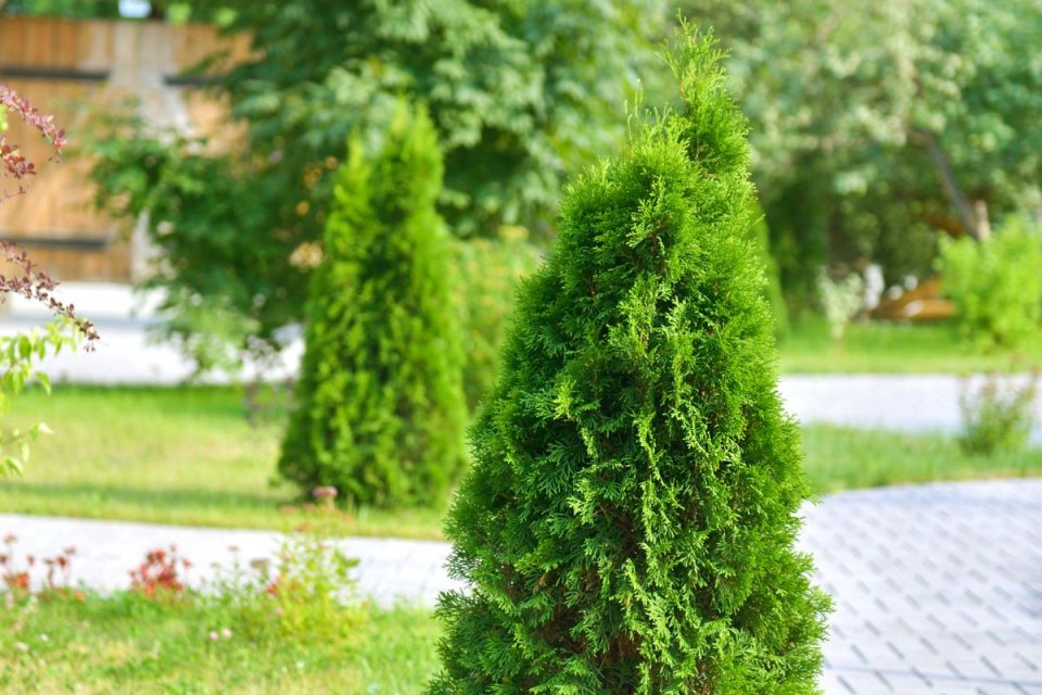 The Perfect Dwarf Shrub for Your Home is Little Giant Arborvitae