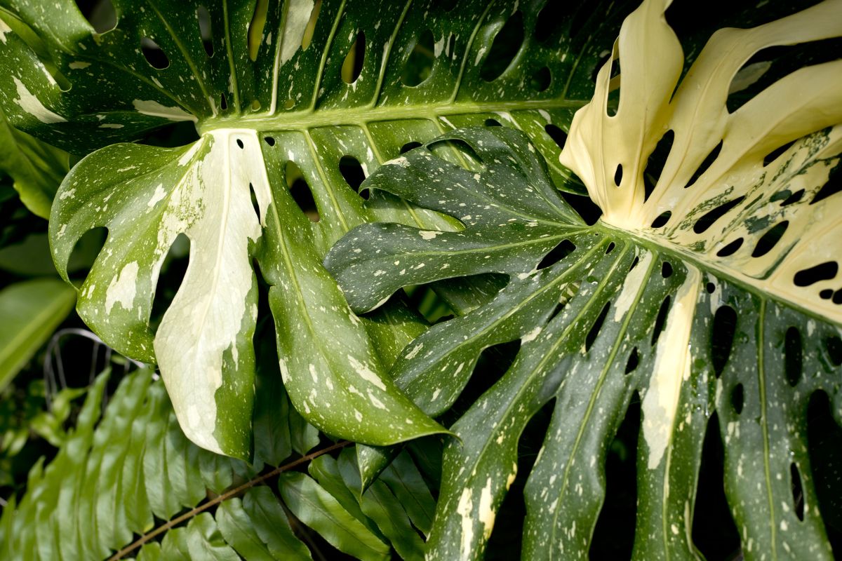 monstera Archives - Plantisima