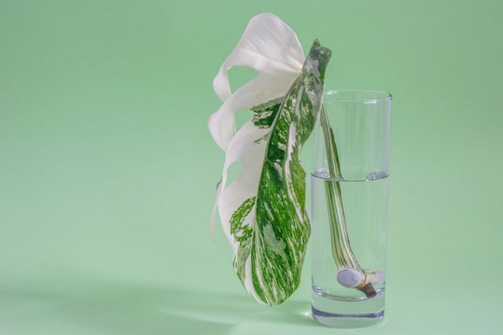 Half Moon Monstera Means Joy In Your Home - Plantisima