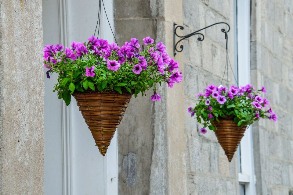 11 Purple Hanging Flowers That Will Elevate Any Garden - Plantisima