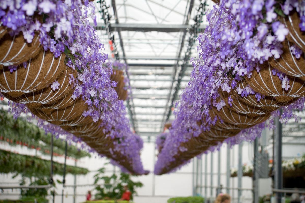 Hanging Purple Flowers: 11 Types Of Violet Flowers - Plantisima