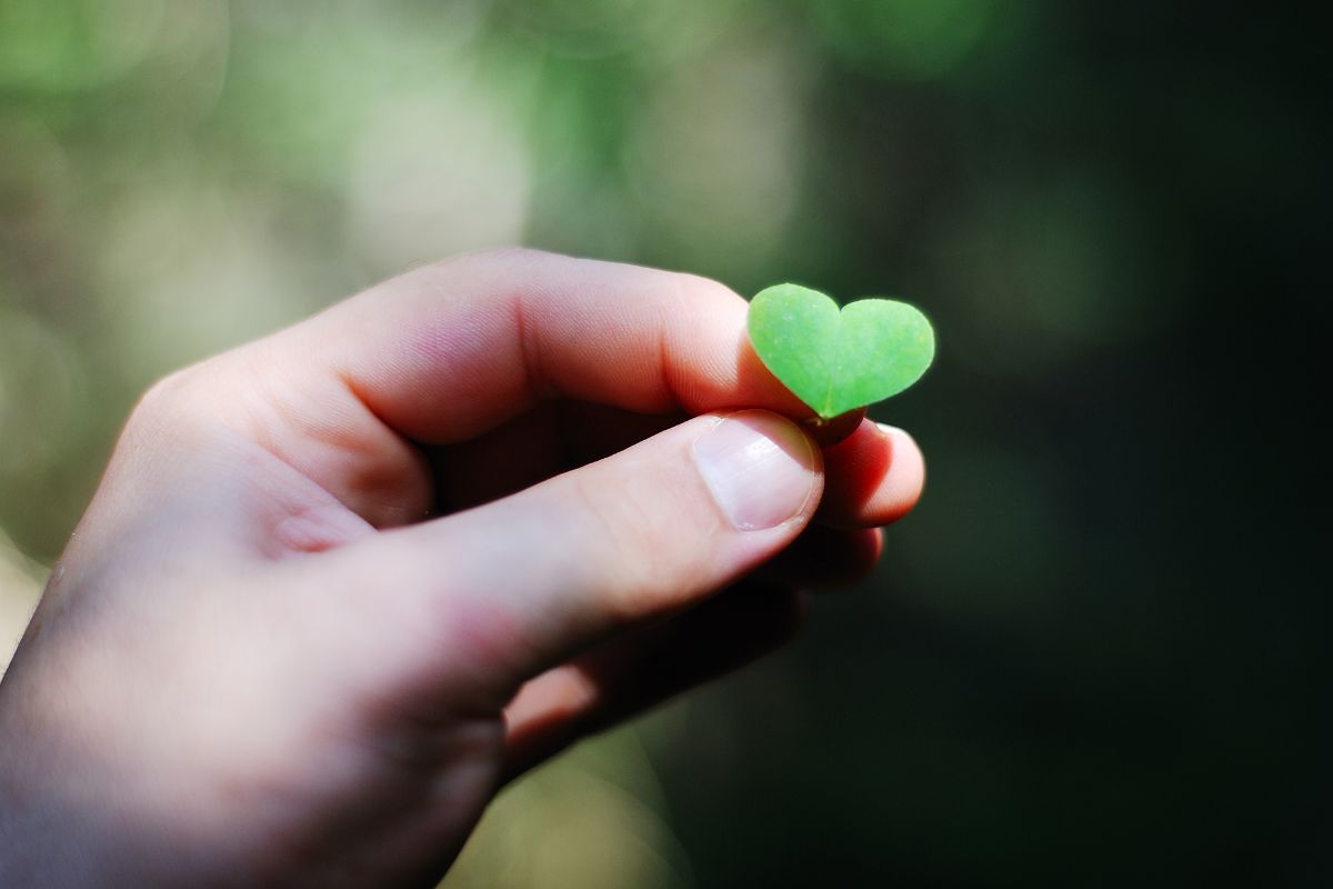 Heart Shaped Plant: Plant Love For Your Home! - Plantisima