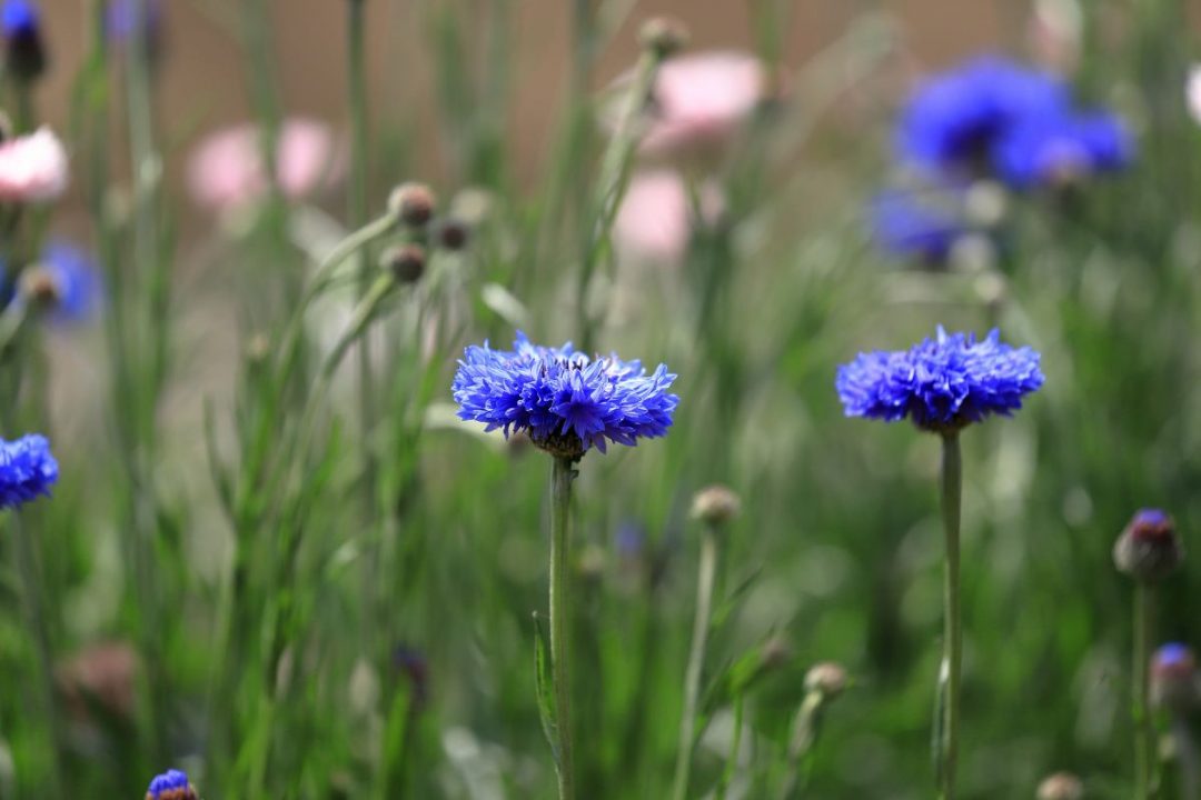 How the Cornflower Became a Beloved National Symbol of Germany