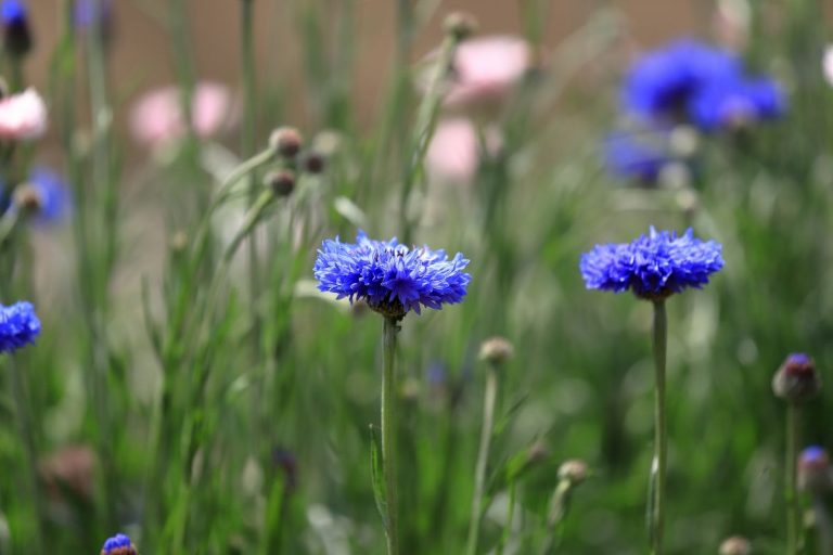 How the Cornflower Became a Beloved National Symbol of Germany