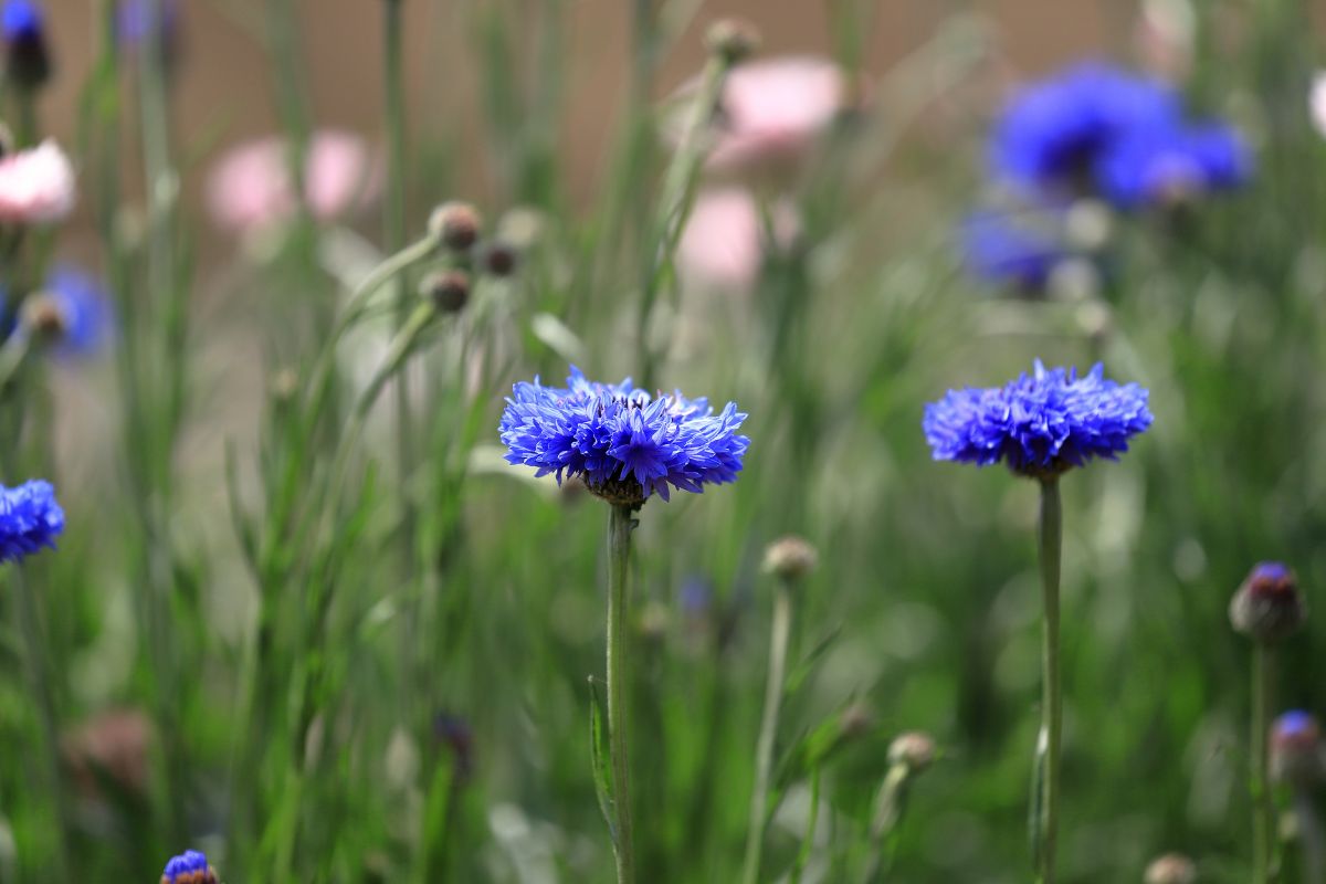 How the Cornflower Became a Beloved National Symbol of Germany