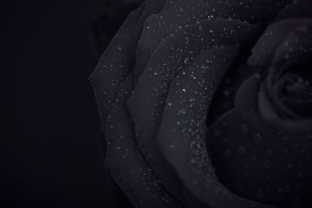 Unveiling the Meaning Behind the Mysterious Black Rose