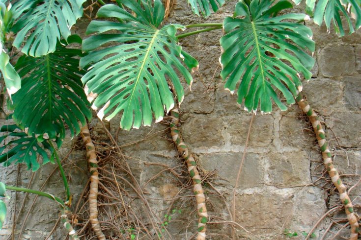 Why Is My Monstera Droopy? Tips & Tricks For Your Monstera