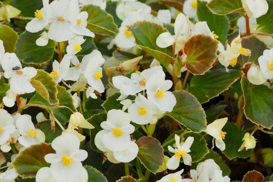 How to Care for White Begonias and Keep Them Thriving