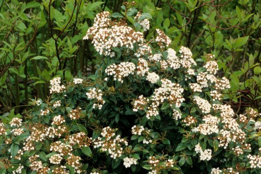 Sandankwa Viburnum: White Beauty For Your Yard - Plantisima