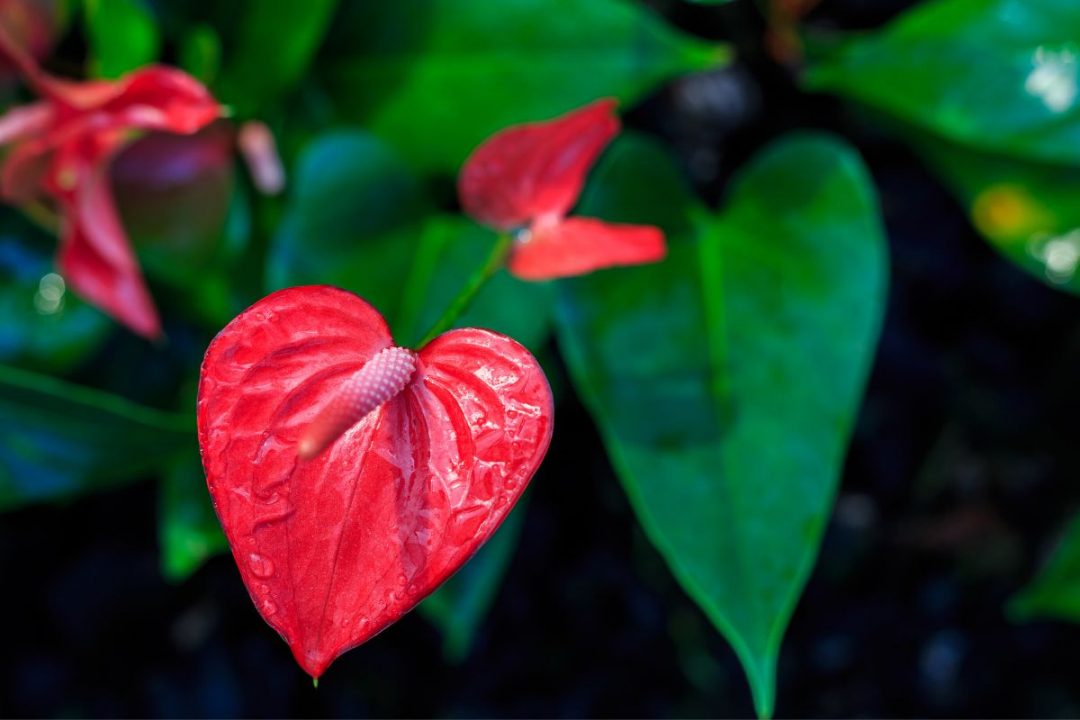 Red Leaves Plant: 11 Varieties Of Plant With Red Leaves - Plantisima