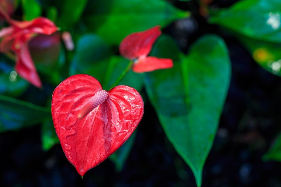 Bring Bold Color to Your Space with These 11 Red Leaf Plants - Plantisima