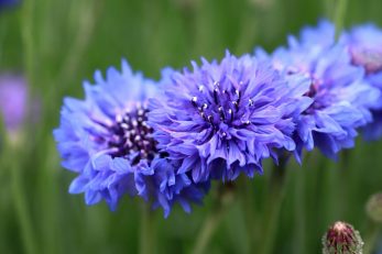 How the Cornflower Became a Beloved National Symbol of Germany
