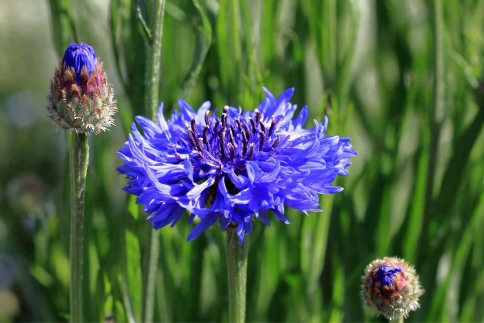 How the Cornflower Became a Beloved National Symbol of Germany