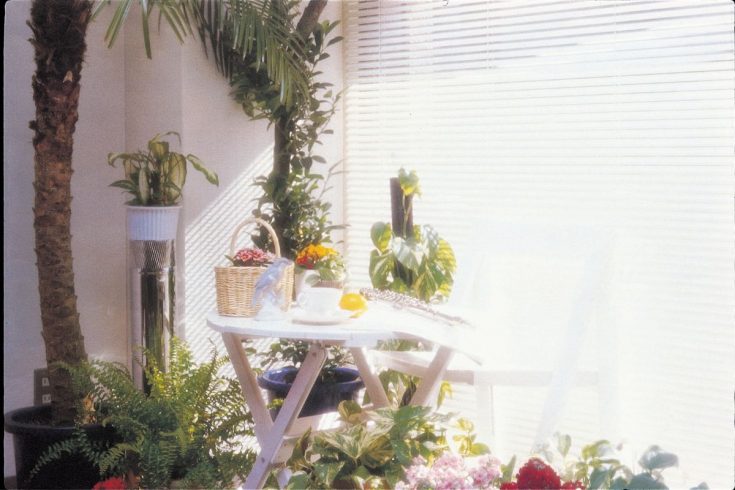 Half Moon Monstera Means Joy In Your Home - Plantisima