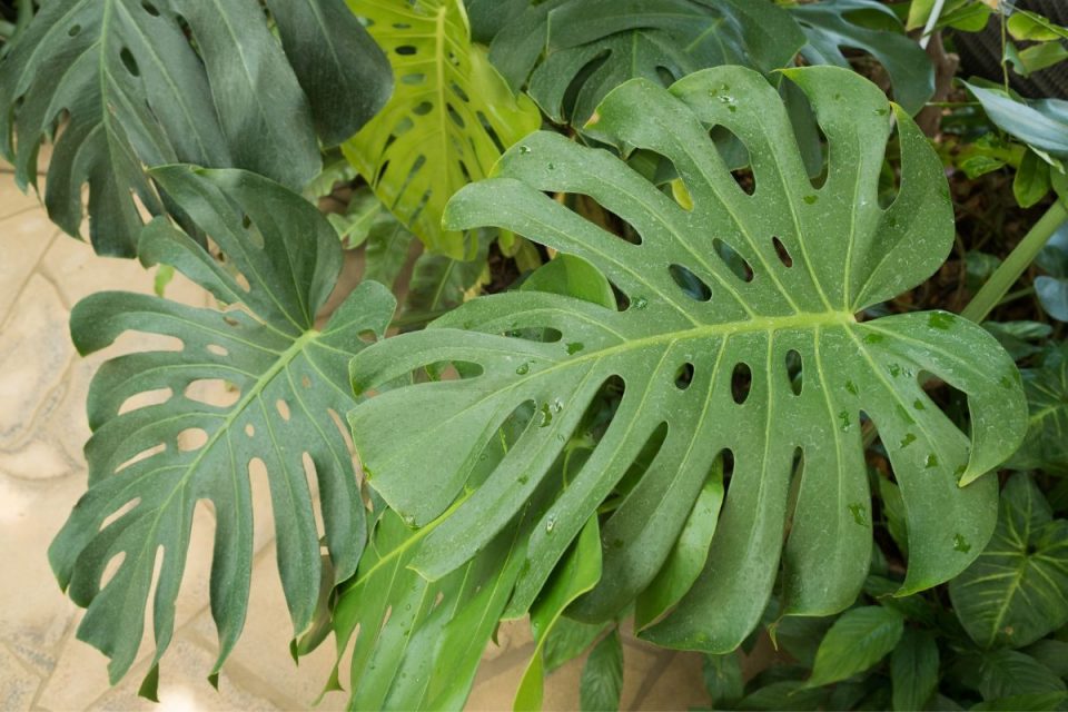 Why Is My Monstera Droopy? Tips & Tricks For Your Monstera