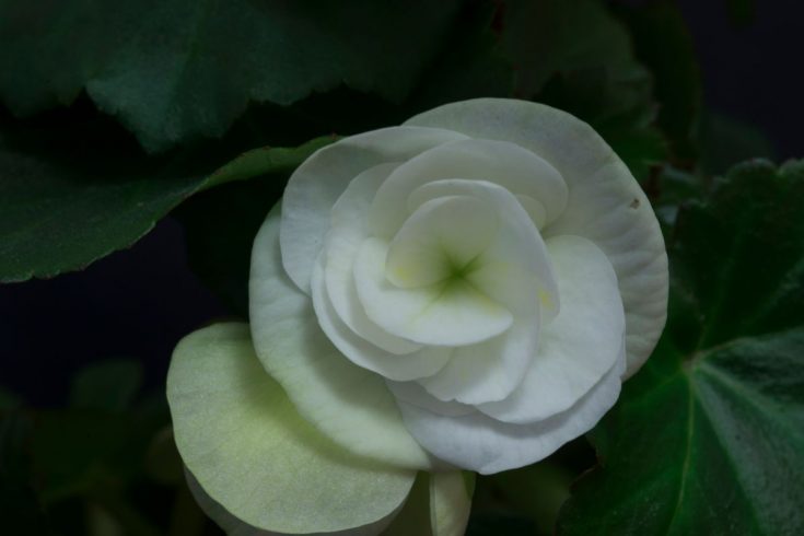 How to Care for White Begonias and Keep Them Thriving