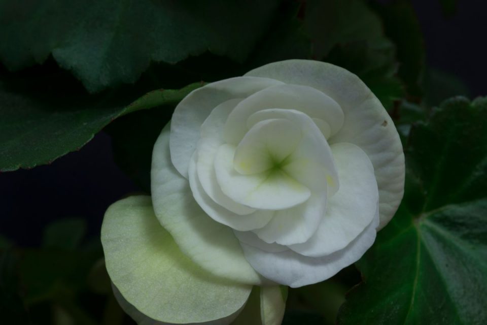 How to Care for White Begonias and Keep Them Thriving