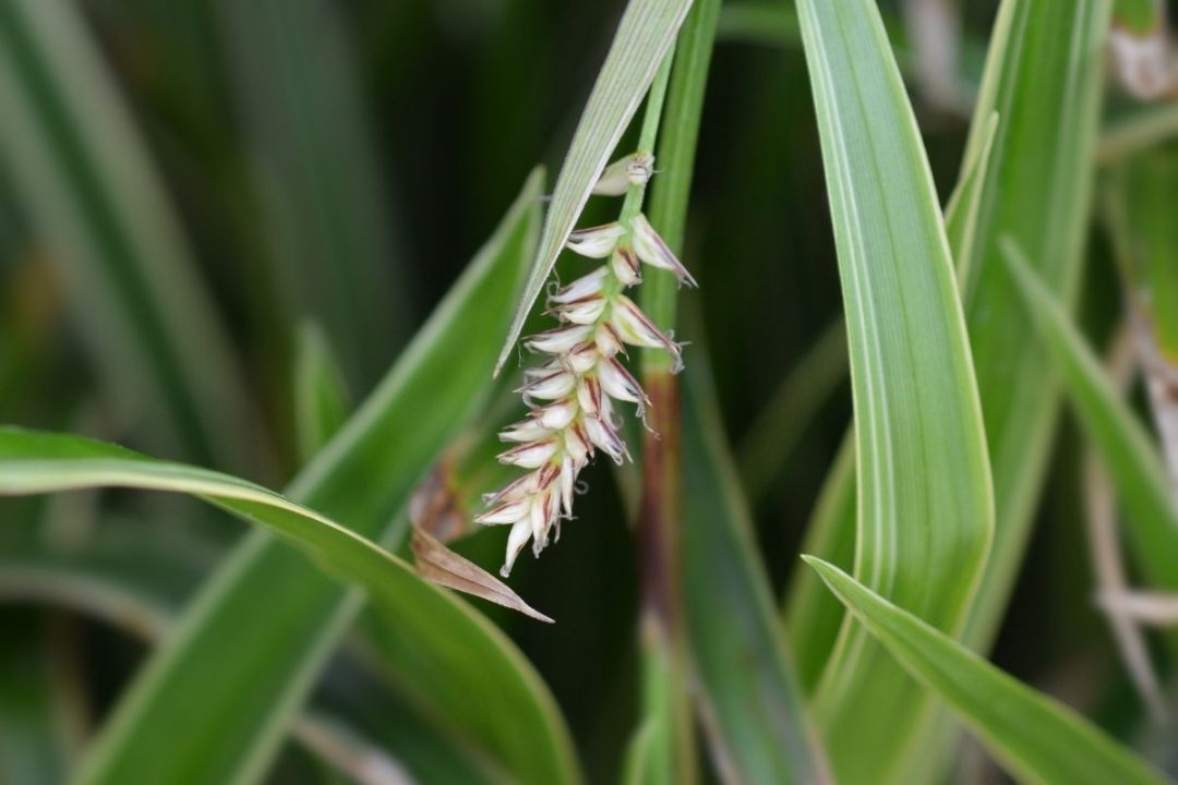 12 Japanese Plants to Bring a Touch of Japan into Your Home