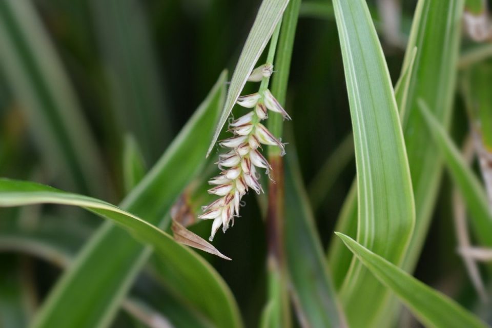 12 Japanese Plants to Bring a Touch of Japan into Your Home