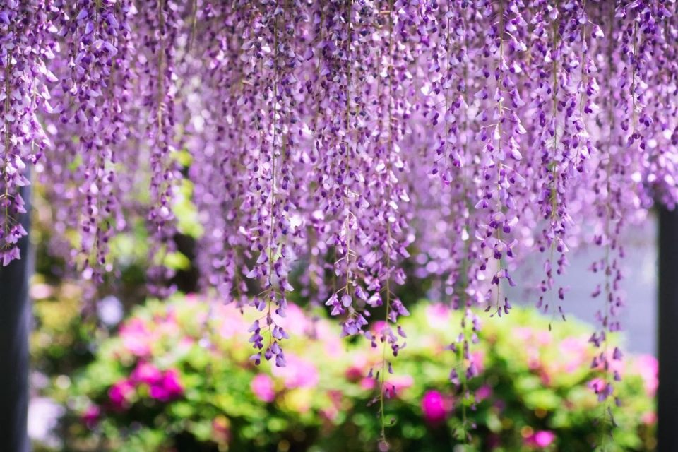 11 Purple Hanging Flowers That Will Elevate Any Garden - Plantisima