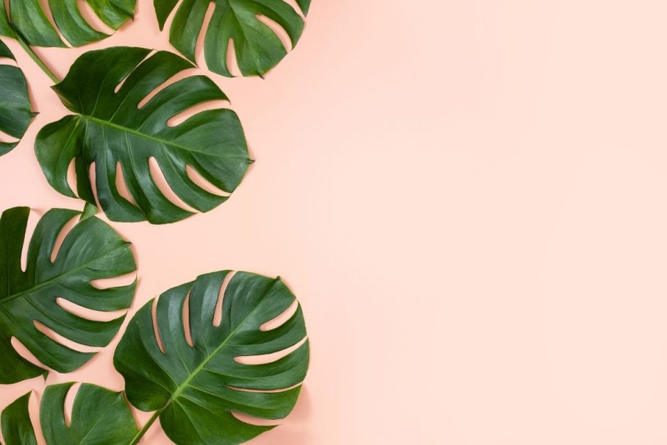 Why Is My Monstera Droopy? Tips & Tricks For Your Monstera
