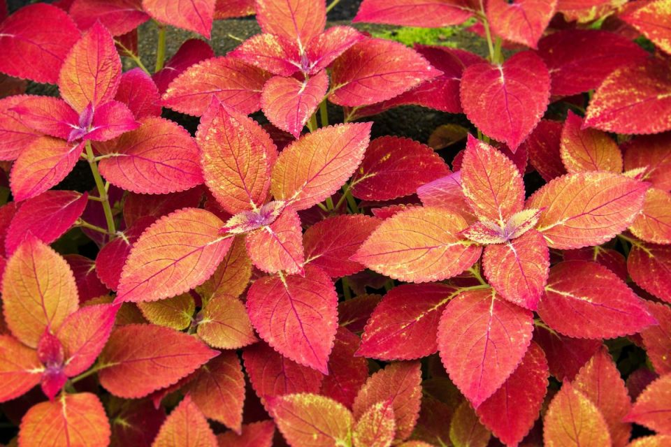 Bring Bold Color to Your Space with These 11 Red Leaf Plants - Plantisima