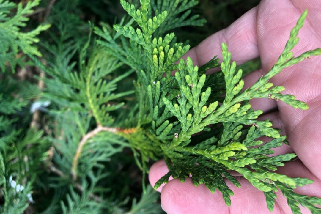 The Perfect Dwarf Shrub for Your Home is Little Giant Arborvitae