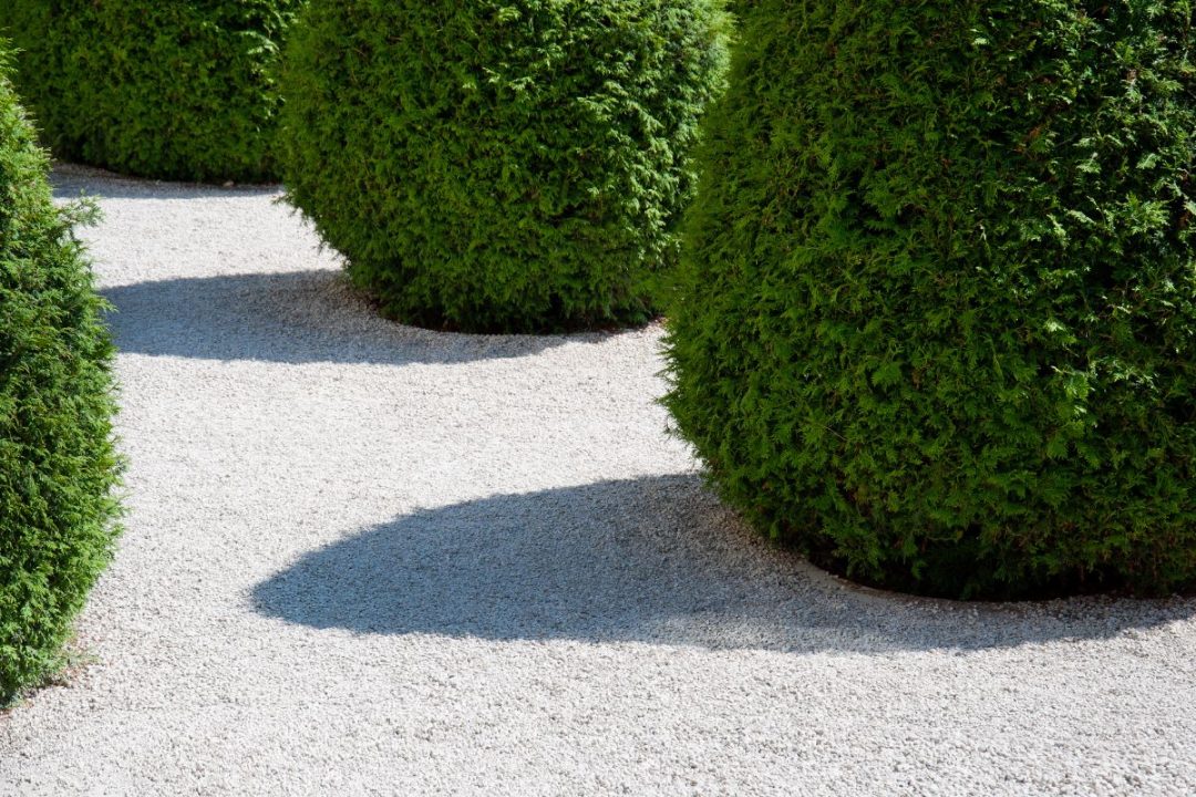 The Perfect Dwarf Shrub for Your Home is Little Giant Arborvitae