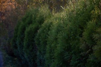The Perfect Dwarf Shrub for Your Home is Little Giant Arborvitae