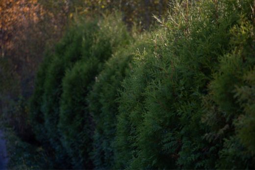 The Perfect Dwarf Shrub for Your Home is Little Giant Arborvitae