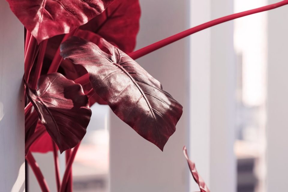 Red Leaves Plant: 11 Varieties Of Plant With Red Leaves - Plantisima