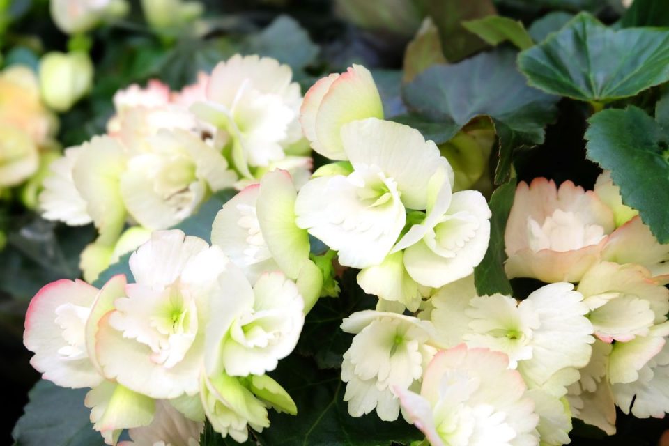 How to Care for White Begonias and Keep Them Thriving