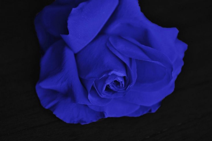Blue Rose Meaning: Little Mystery Behind Blue Color