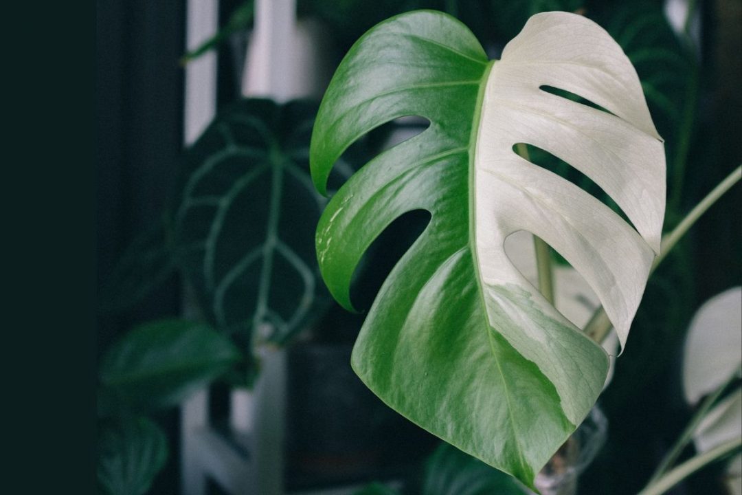 Half Moon Monstera Means Joy In Your Home - Plantisima