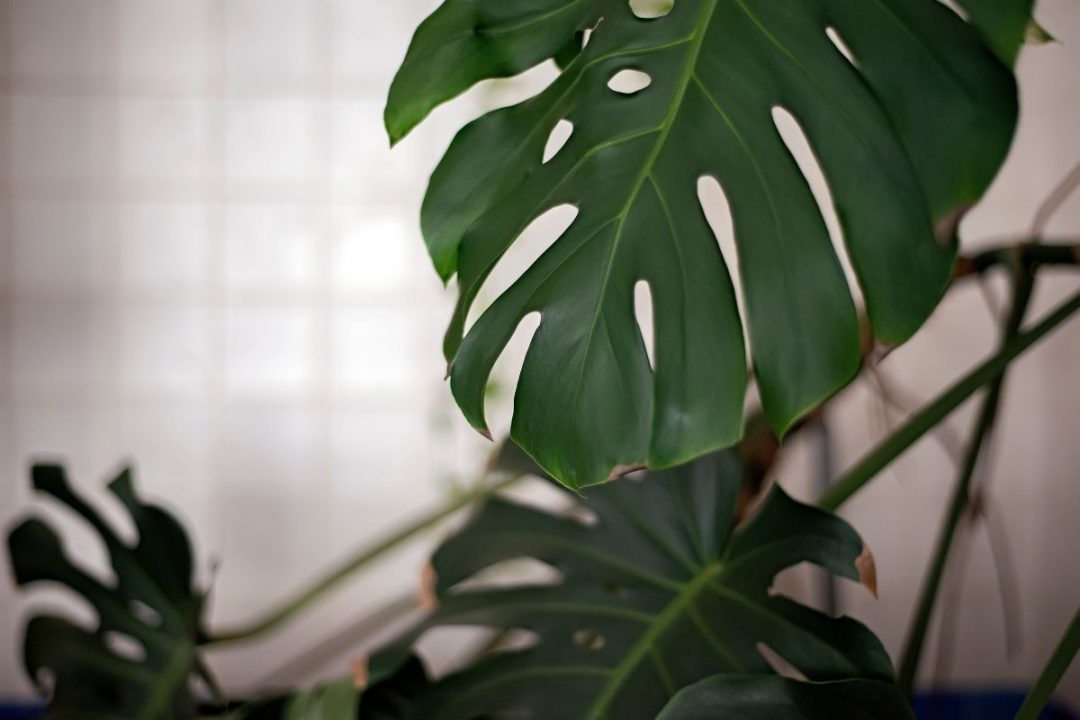 Why Is My Monstera Droopy? Tips & Tricks For Your Monstera