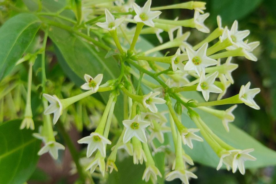 Add Elegance to Your Home with the Ladies of the Night Plant