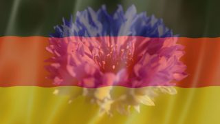 How the Cornflower Became a Beloved National Symbol of Germany