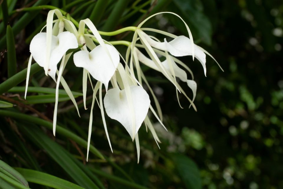 Add Elegance to Your Home with the Ladies of the Night Plant