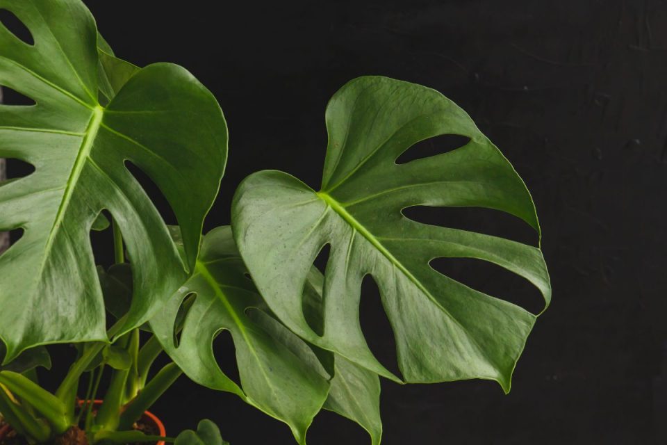 Why Is My Monstera Droopy? Tips & Tricks For Your Monstera