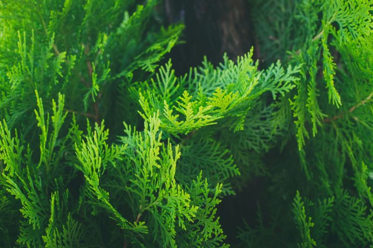 The Perfect Dwarf Shrub for Your Home is Little Giant Arborvitae