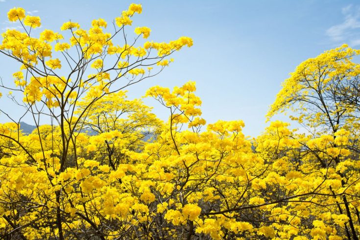 The Top 15 Yellow Flowering Trees and Shrubs to Brighten Your Garden