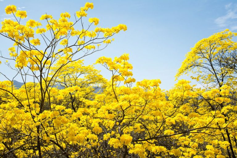 The Top 15 Yellow Flowering Trees and Shrubs to Brighten Your Garden