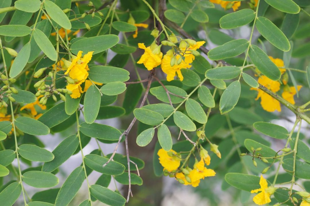 The Top 15 Yellow Flowering Trees and Shrubs to Brighten Your Garden
