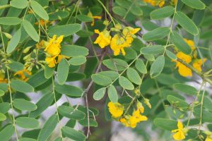 The Top 15 Yellow Flowering Trees and Shrubs to Brighten Your Garden