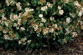 Sandankwa Viburnum: White Beauty For Your Yard - Plantisima