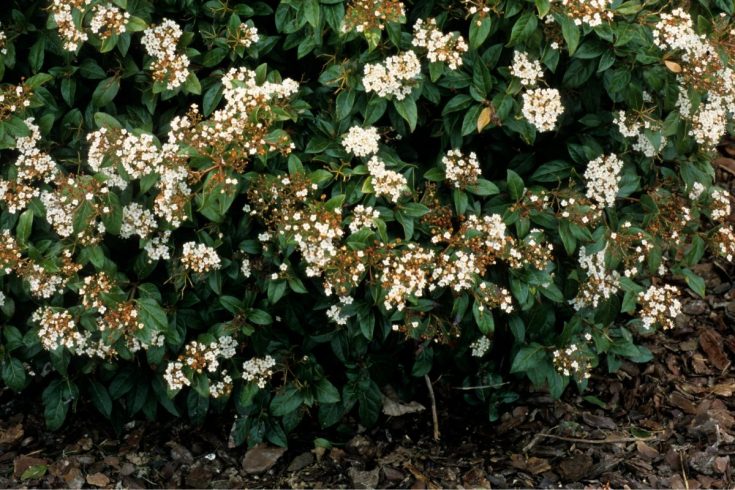 Sandankwa Viburnum: White Beauty For Your Yard - Plantisima