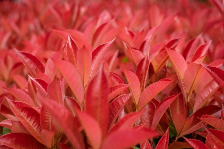 Red Leaves Plant: 11 Varieties Of Plant With Red Leaves - Plantisima